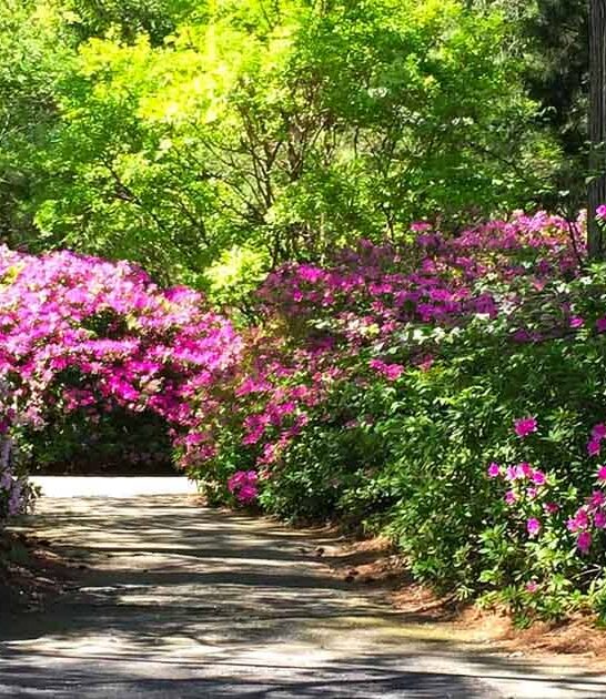 stepped virginia botanical garden ftr
