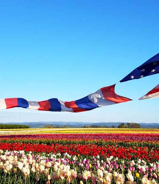 stunning oregon flower field ftr