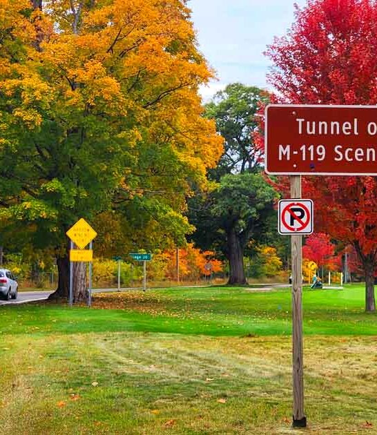 stunning tree tunnel michigan ftr