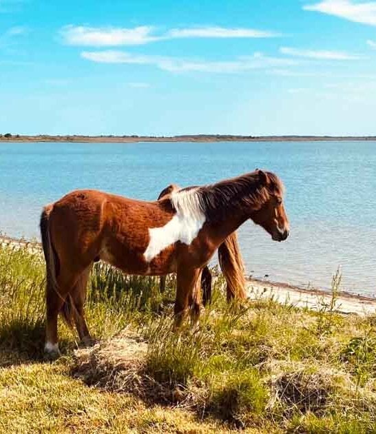 surreal natural wonders maryland ftr