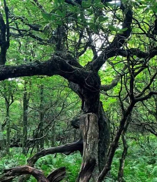 surreal wonders north carolina ftr