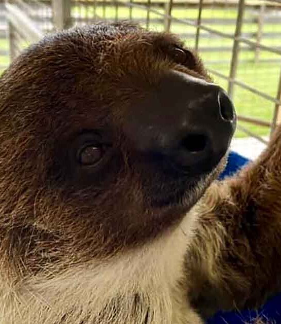 texas ranch feed sloths ftr