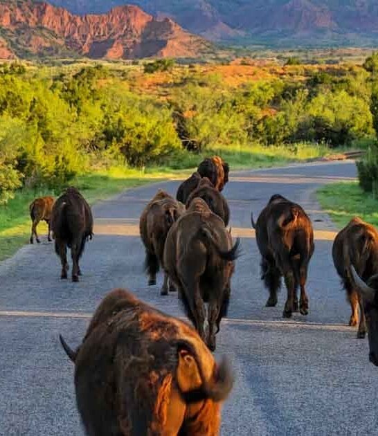 texas state park bison ftr