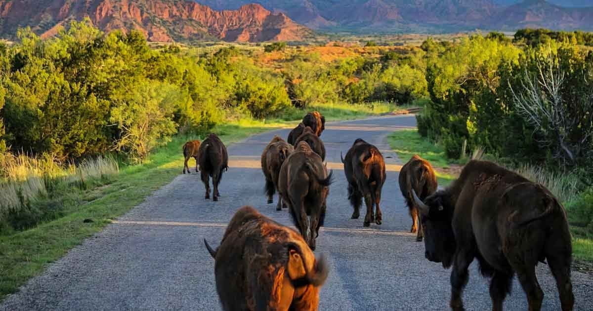 There's A Texas State Park Where Bison Still Roam And It's Totally ...