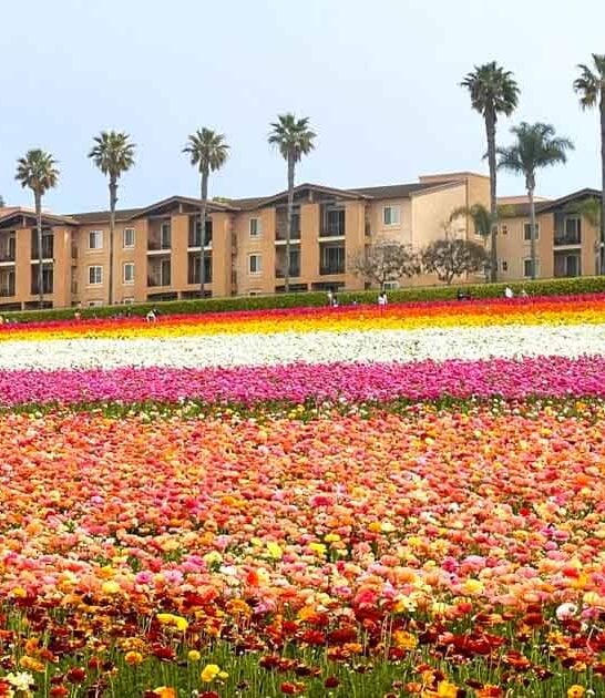 These 11 Unbelievably Colorful Places Prove California Is The Most Beautiful State In America