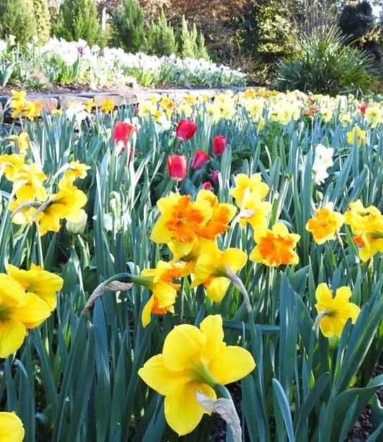 unforgettable garden north carolina ftr