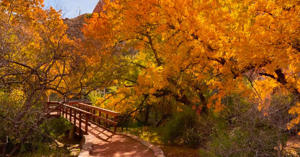 This One-Of-A-Kind Arizona Garden Features Plants You Won't Find ...