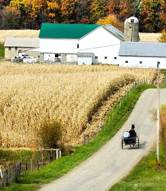 village illinois buggy rails ftr
