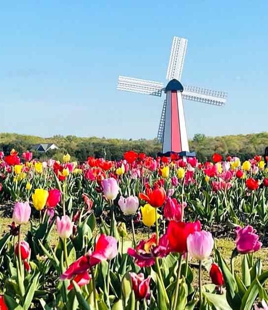 virginia dreamy flower field ftr