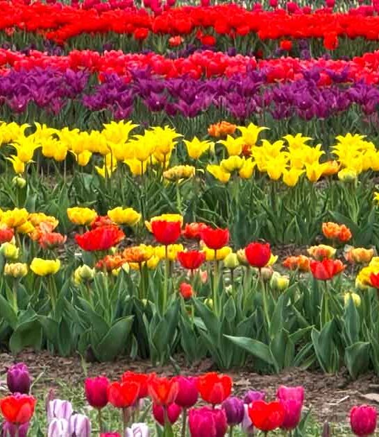 virginia flower field painting ftr