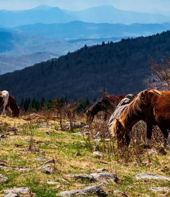 virginia stunning park experience ftr