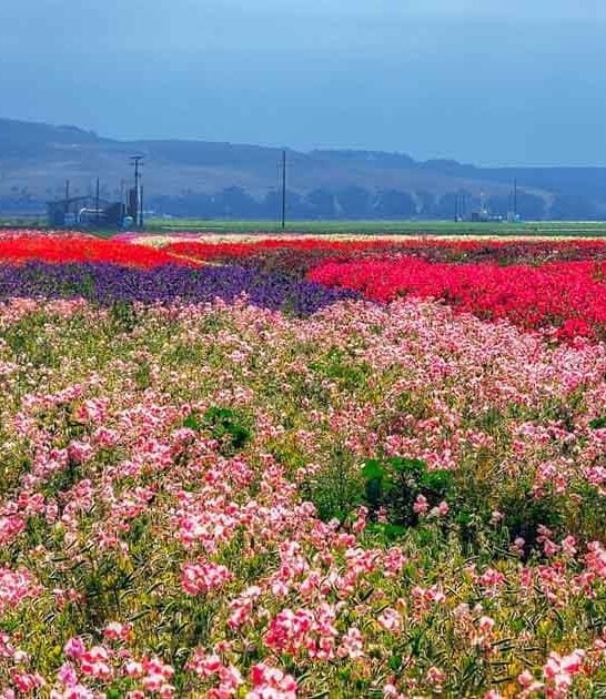 visit california flower field ftr