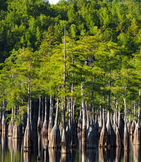 visit surreal georgia park ftr