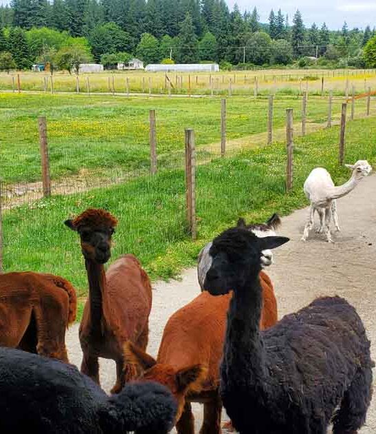 washington delightful alpaca farm ftr