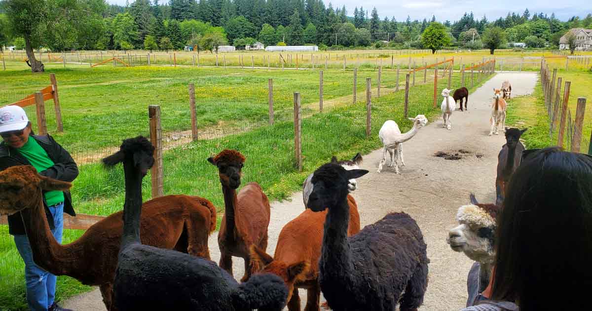 Drop Everything And Visit This Utterly Delightful Alpaca Farm In Washington