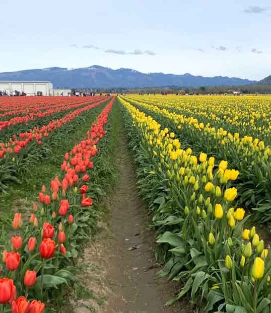 washington dreamy colorful places ftr