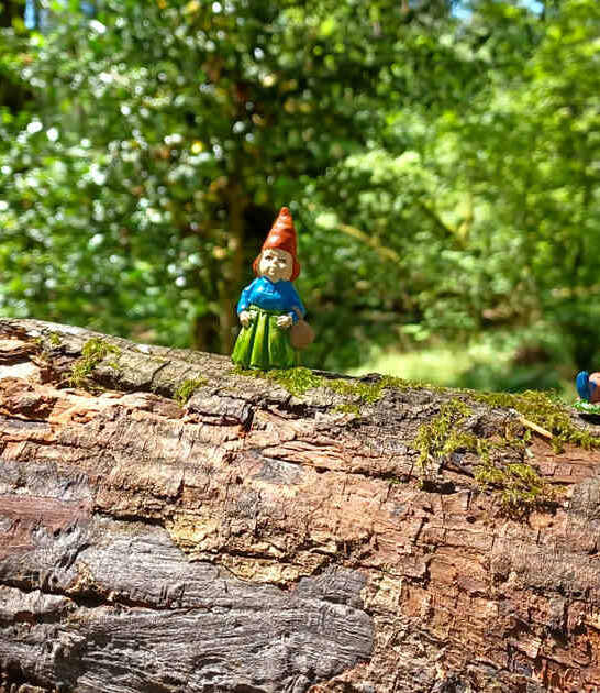 washington hidden gnome trail ftr