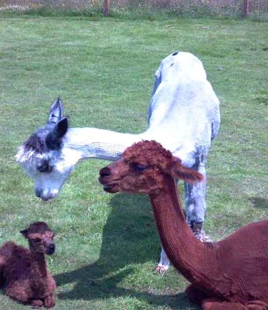 washington irresistible alpaca farm ftr