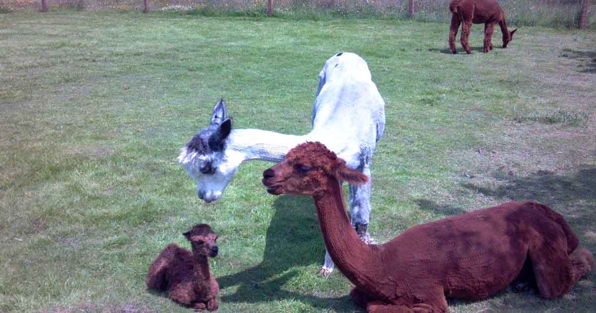 You've Never Seen Anything Quite Like This Irresistible Alpaca Farm In ...