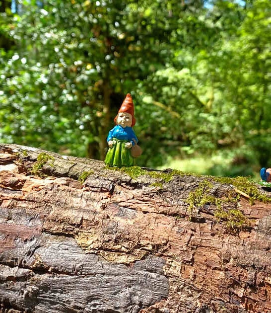 whimsical gnome trail washington ftr