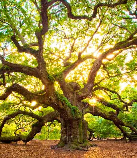 whimsical south carolina places ftr