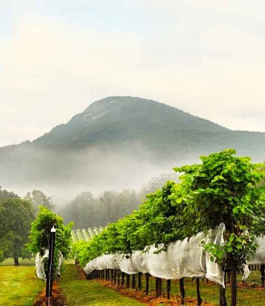 wine cave georgia winery ftr