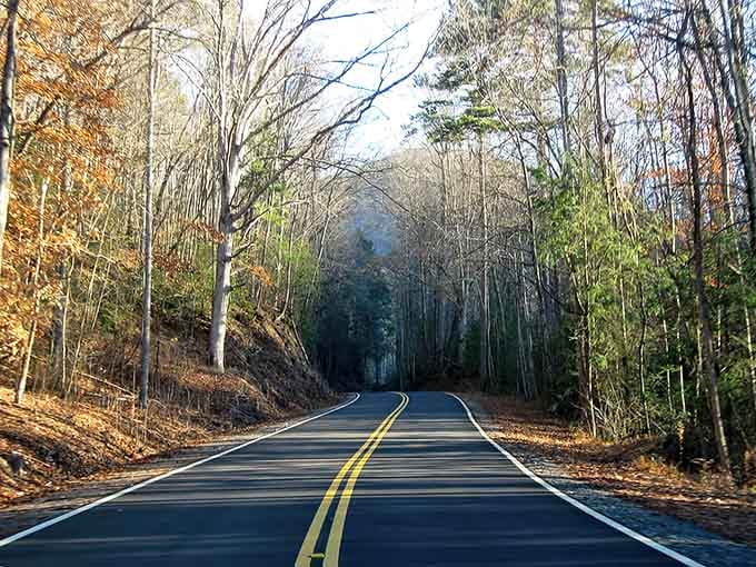 The road ahead curves through towering trees like nature's own welcome mat to the clouds.