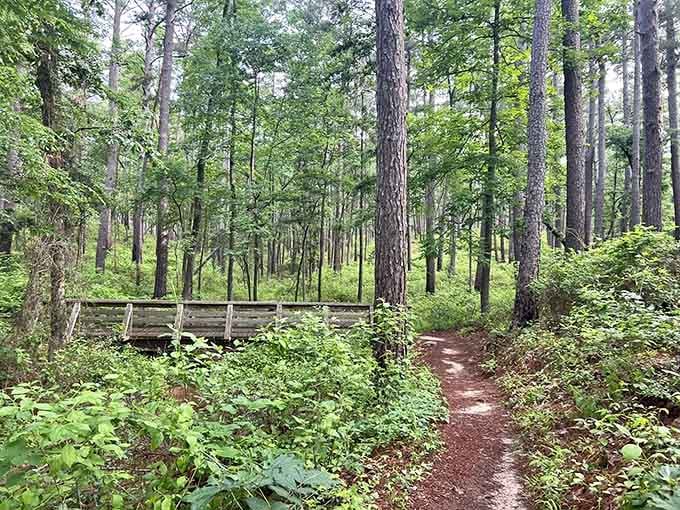 This pine-lined path looks like it was designed specifically for people who enjoy walking without suffering.