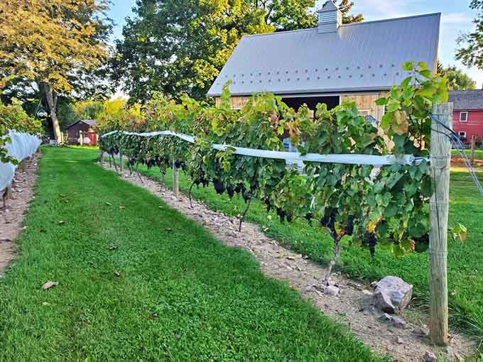 These vineyard rows prove Pennsylvania knows a thing or two about turning sunshine into something worth celebrating.