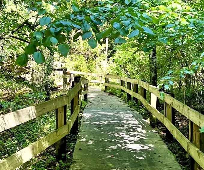 Wooden boardwalks cut through lush greenery, offering an easy, accessible way to explore without any need for mountaineering skills or pricey hiking boots.