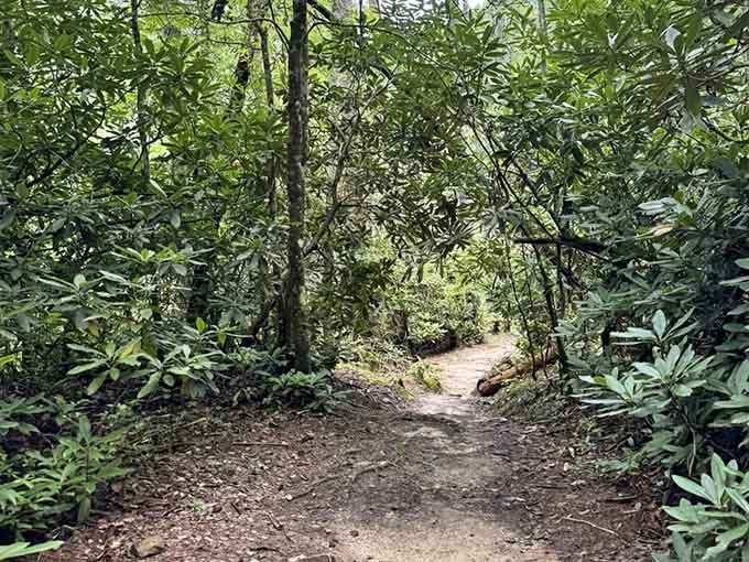 The trail beckons through a tunnel of green, promising adventure just around the bend.