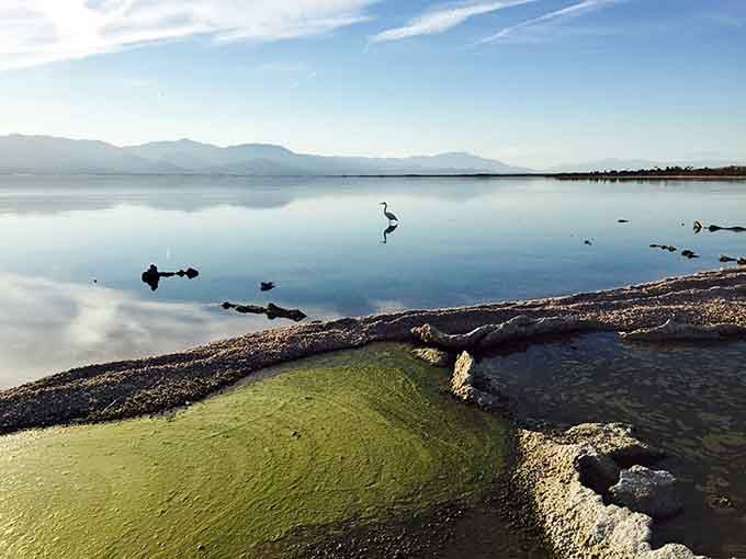 A lone heron surveys this surreal desert sea where nature's mirror reflects mountains and mystery in equal measure.