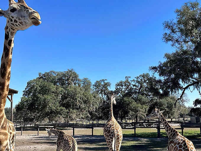 Multiple giraffes gather beneath ancient oaks, creating a scene that looks more Serengeti than Sunshine State.