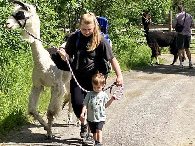 Two llamas hit the trail like they're starring in their own buddy comedy, complete with matching saddle packs and serious hiking credentials.