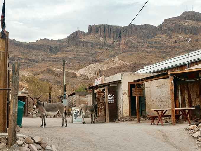 When burros casually stroll past the old jail like they're reviewing real estate options, you know you've found something special.