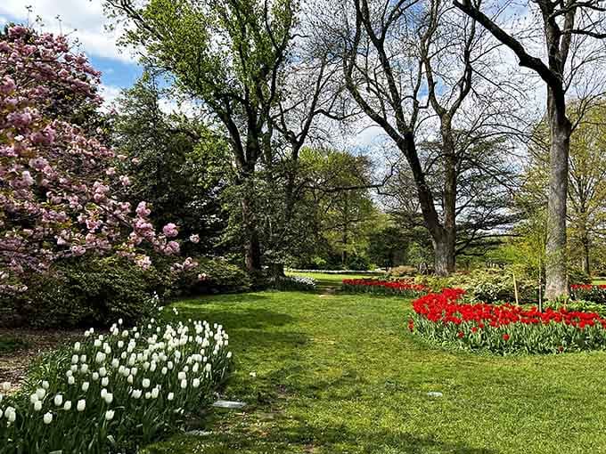 Spring in Baltimore hits different when you've got 80,000 tulips doing their thing all at once.