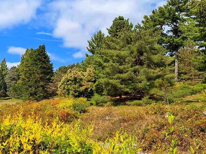 Golden foliage and towering pines create a tapestry that proves autumn doesn't need a filter to look this good.