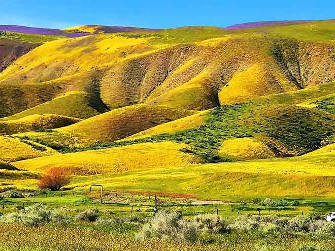 Golden hillsides roll like waves of sunshine, proving Mother Nature has better decorating skills than any interior designer.