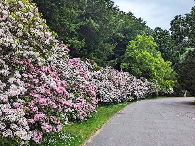 When the rhododendrons bloom, the hillside becomes a cascade of pink and white pure magic.