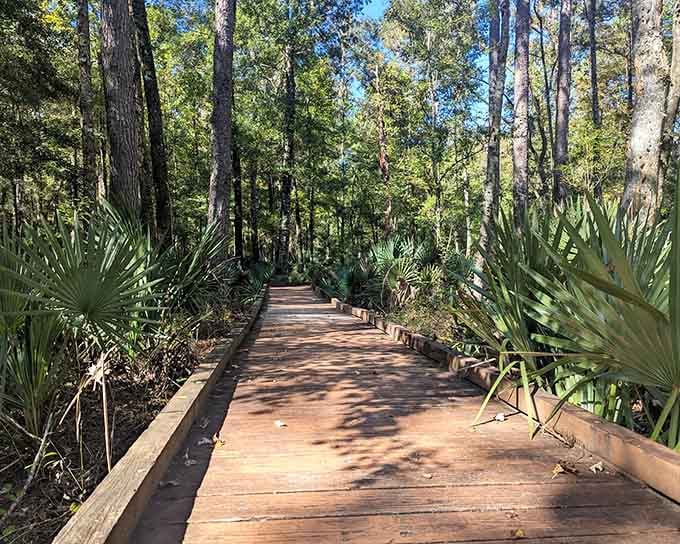 This boardwalk through palmetto-lined forest looks like the Yellow Brick Road, minus the flying monkeys and questionable wizard.