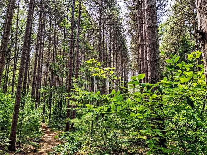 Dense forest trails that make you forget civilization exists just beyond the tree line here.