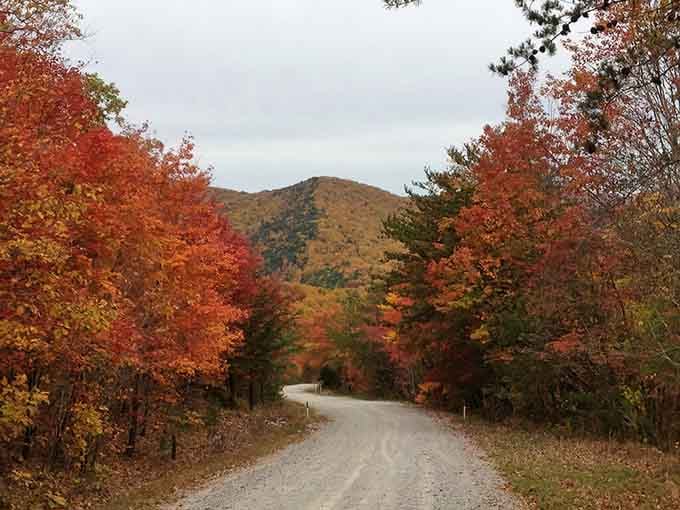 When autumn decides to show off at Mountain Longleaf, every turn becomes a postcard you wish you could mail.