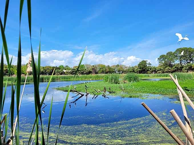 Nature's mirror reflects perfection as egrets glide overhead, reminding you why screensavers could never compete with reality.