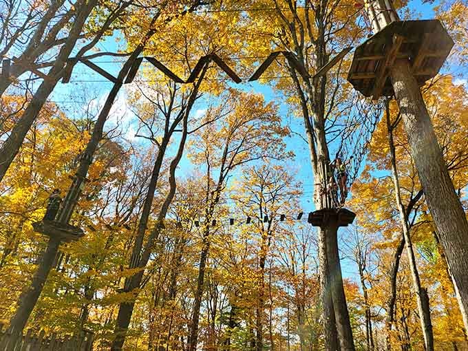 Wooden platforms perched among golden autumn trees beckon like childhood dreams you forgot you had.