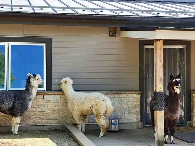 These alpacas are living their best life, casually posing like they own the place, which they basically do.