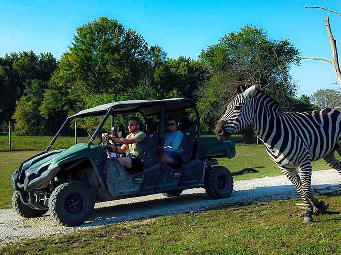 When zebras photobomb your family road trip, you know you've found something special in Illinois.
