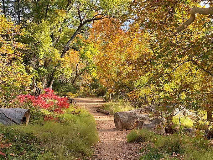 Golden aspens frame the path ahead, nature's way of rolling out the welcome mat for your adventure.