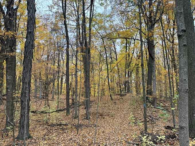 Nature's cathedral awaits, where towering trees create aisles more peaceful than any Sunday service you've attended.