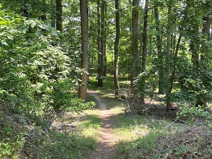 Sunlit trails that wind through Jersey woods like nature's own invitation to slow down and breathe.