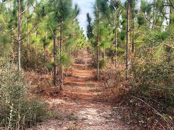 Those towering longleaf pines create a natural corridor that feels more Appalachian than Floridian, honestly.